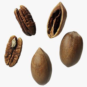 3D Pecan Models - Browse & Download Formats - TurboSquid
