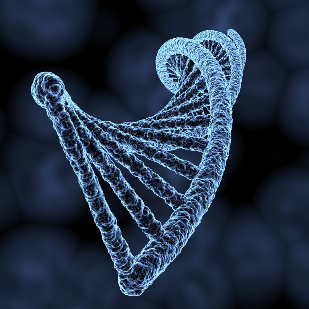 Dna 3d Model