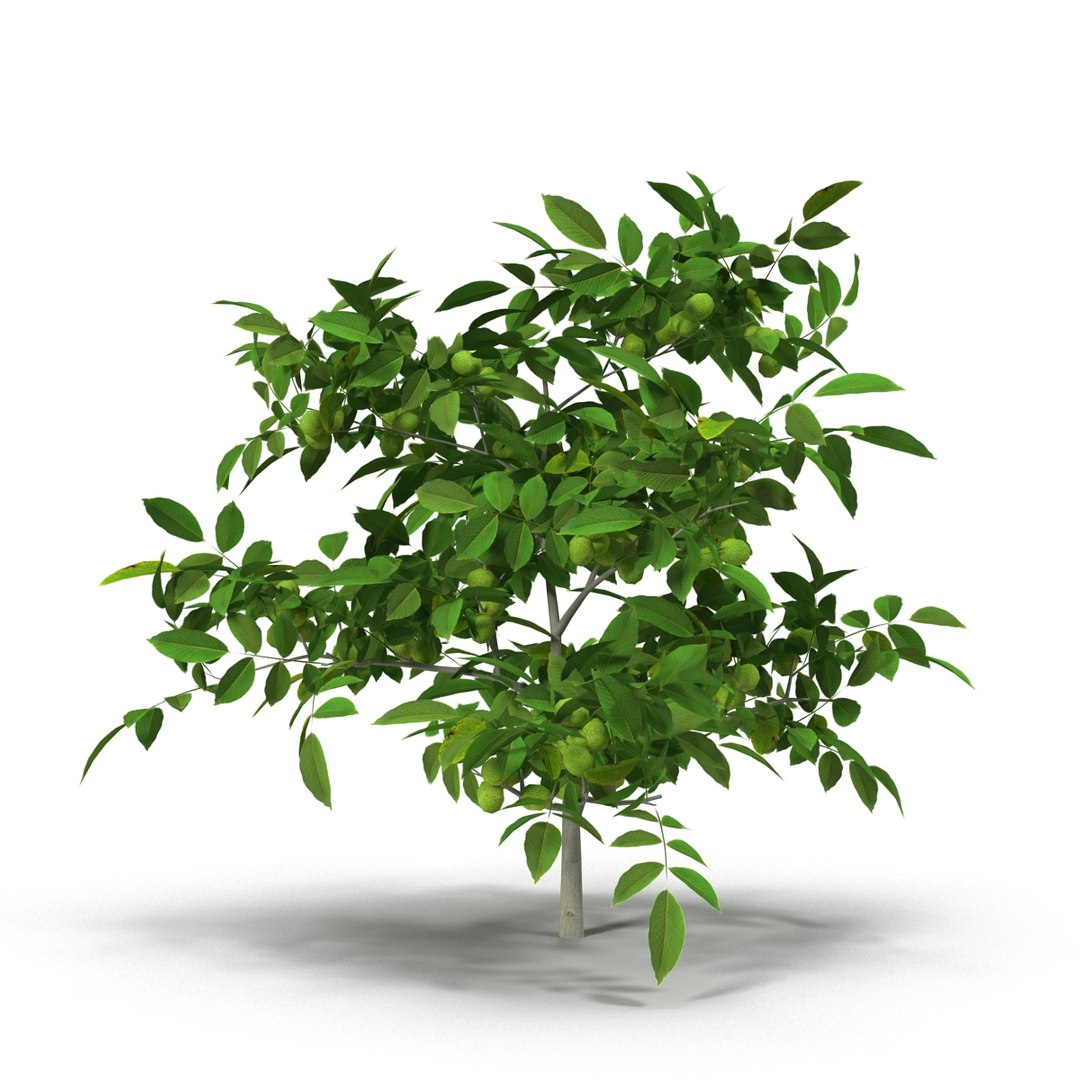 Walnut Tree 3d Obj