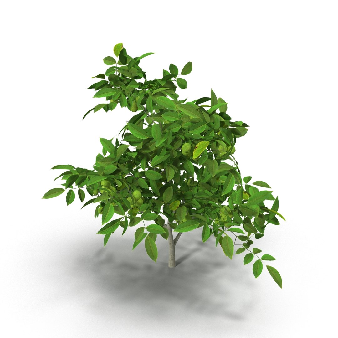 Walnut Tree 3d Obj