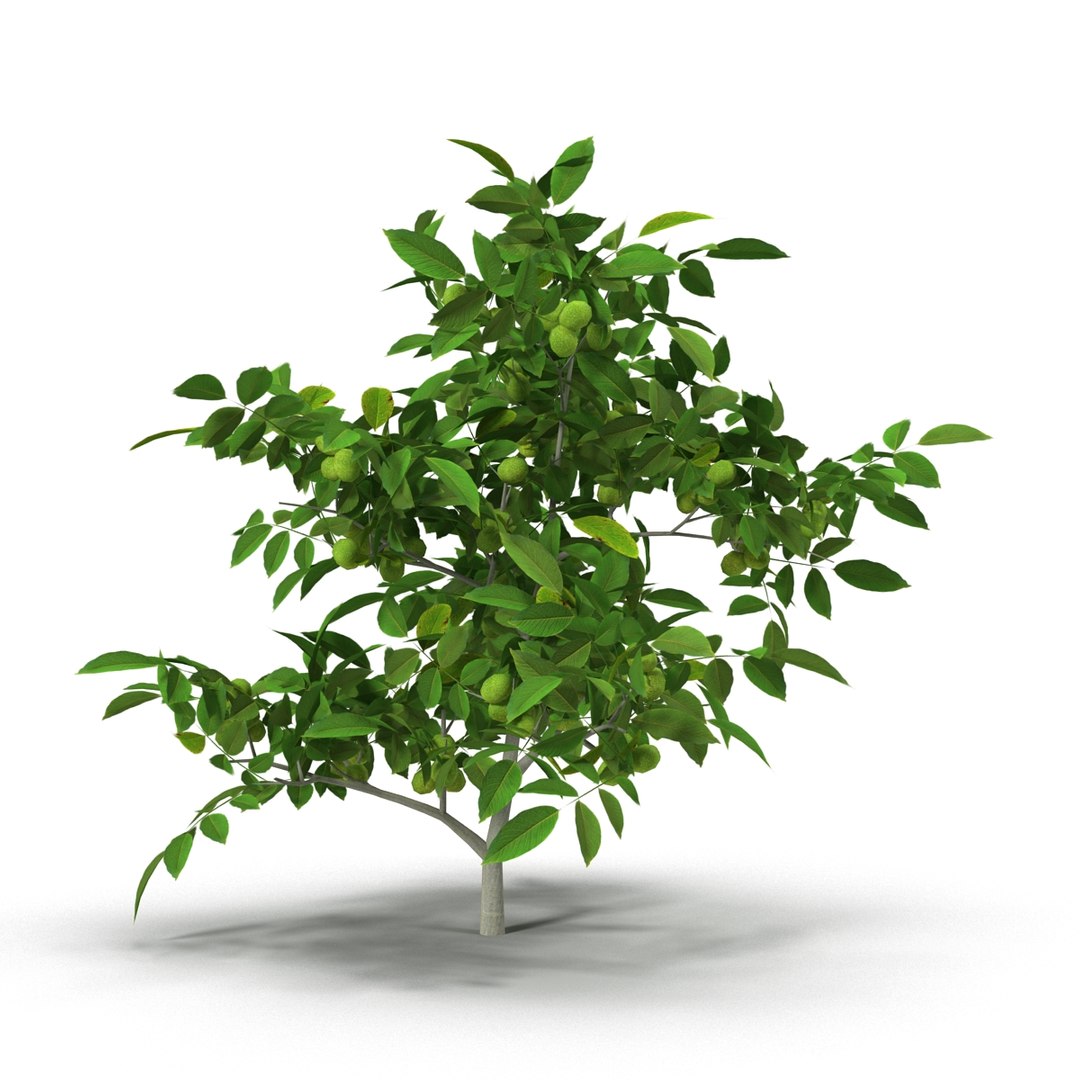 Walnut Tree 3d Obj