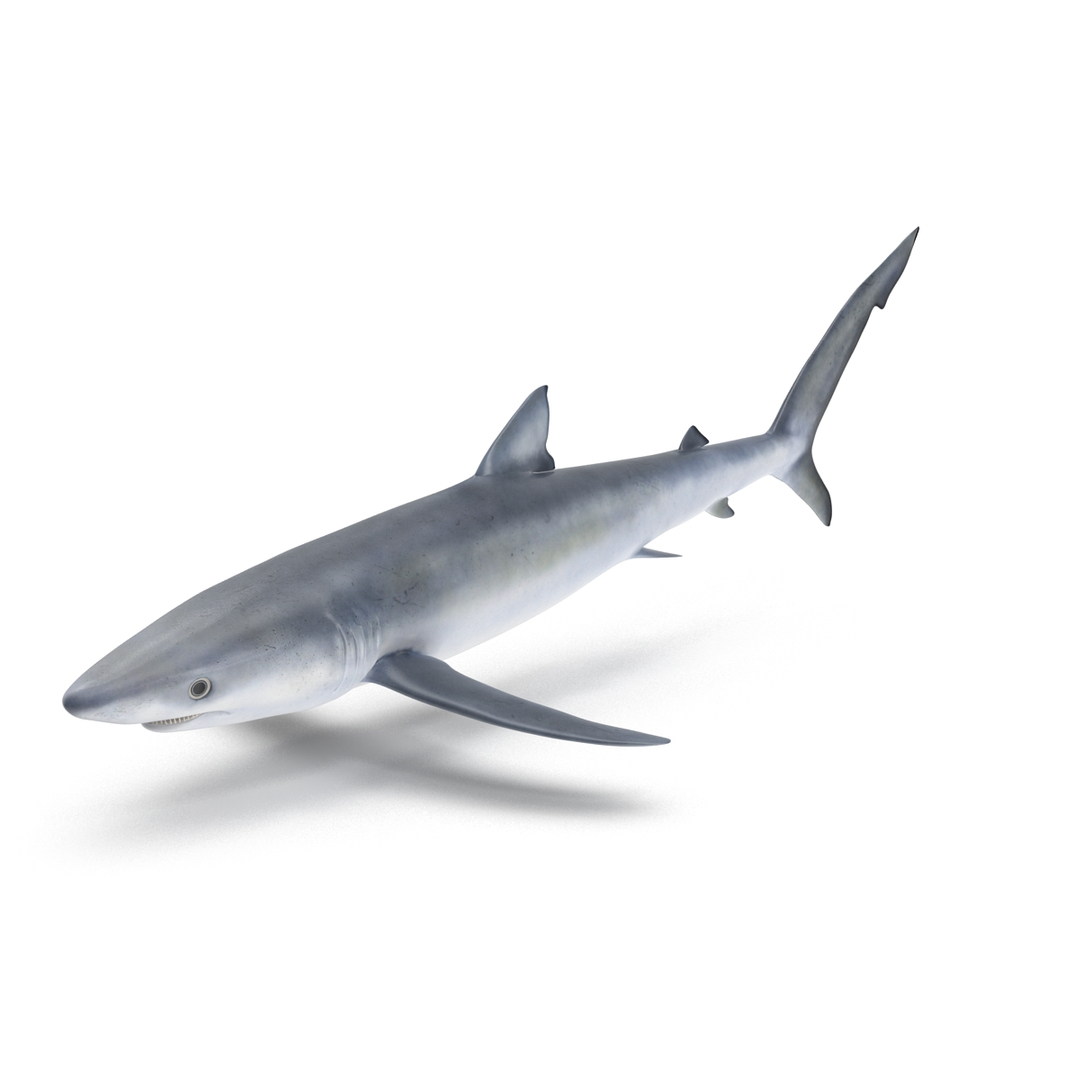 Max Blue Shark Rigged