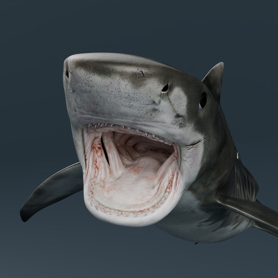 modèle 3D de Attaque de requin-tigre : animation 3D compatible avec ...
