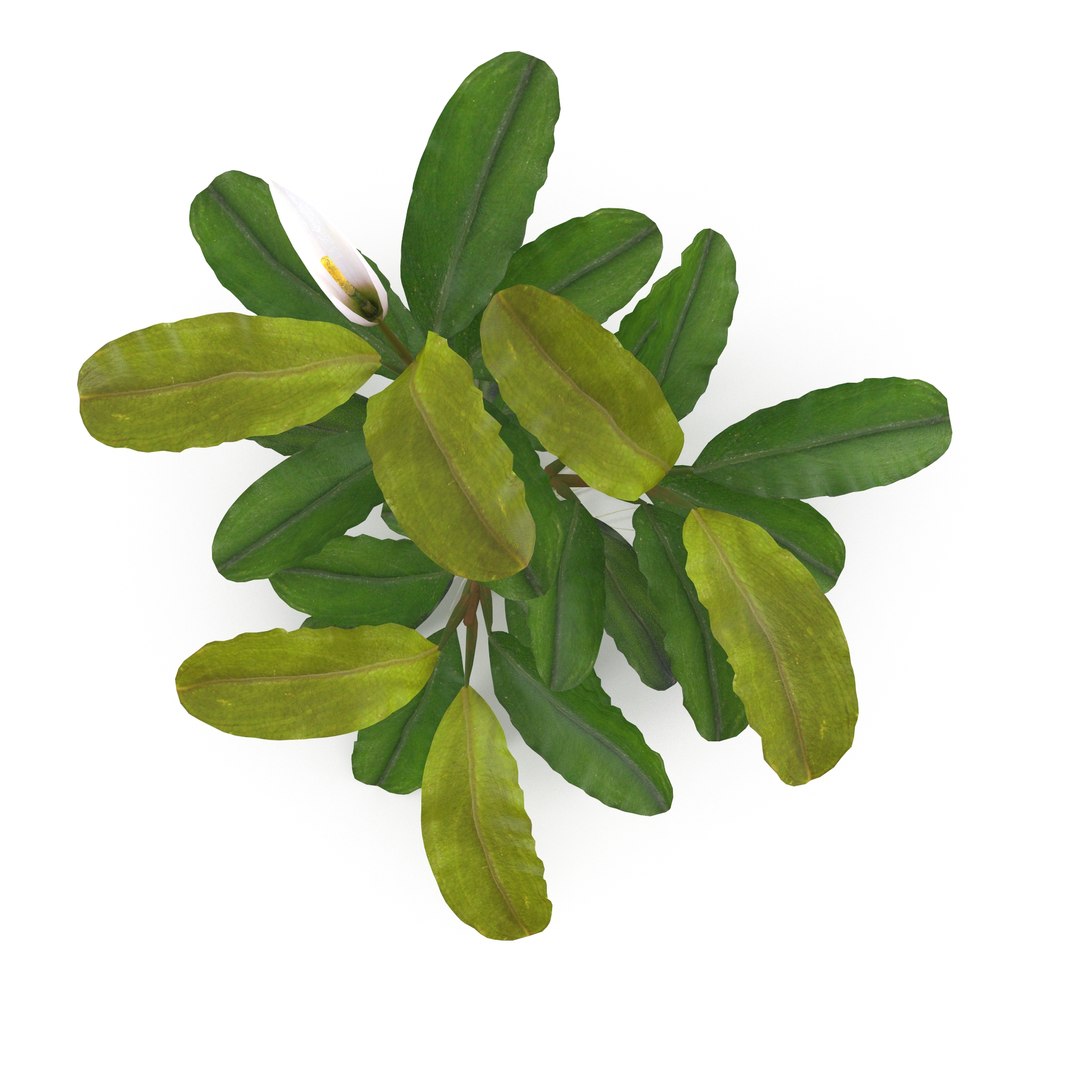 3D Bucephalandra - TurboSquid 2046399
