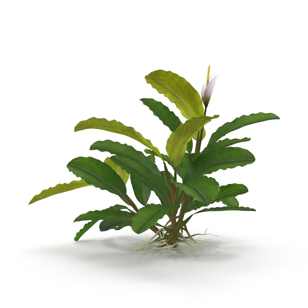 3D Bucephalandra - TurboSquid 2046399