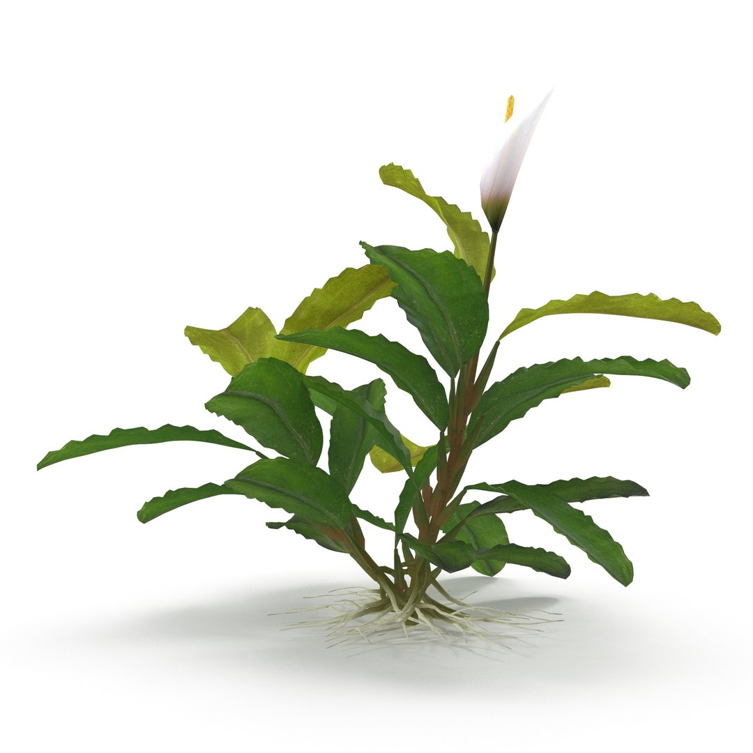 3D Bucephalandra - TurboSquid 2046399