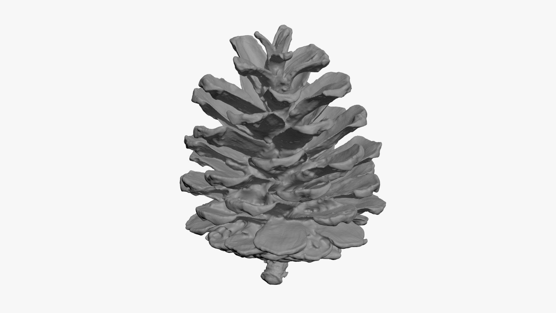 3D Pine Cone 03 3D Print Model - TurboSquid 2292308