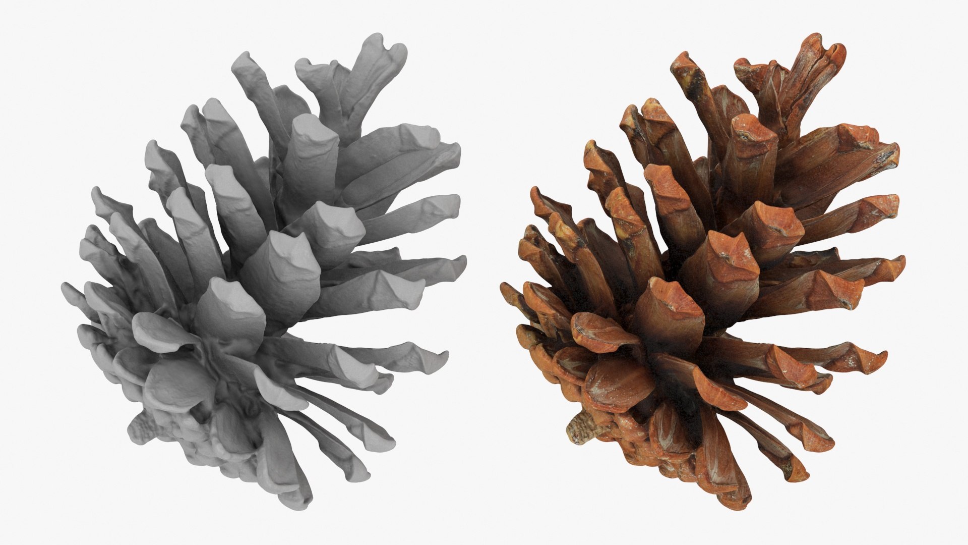 3D Model Pine Cone 01 - TurboSquid 2291580