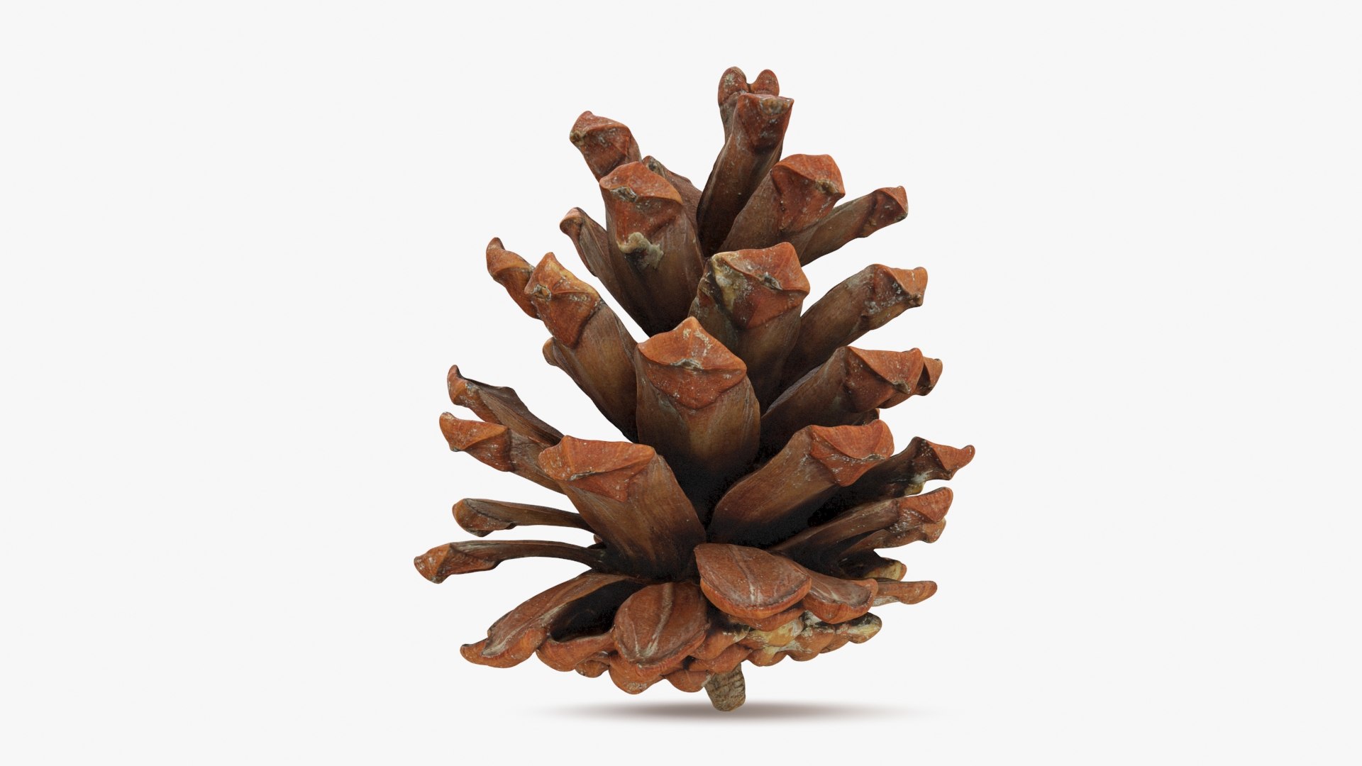 3D Model Pine Cone 01 - TurboSquid 2291580