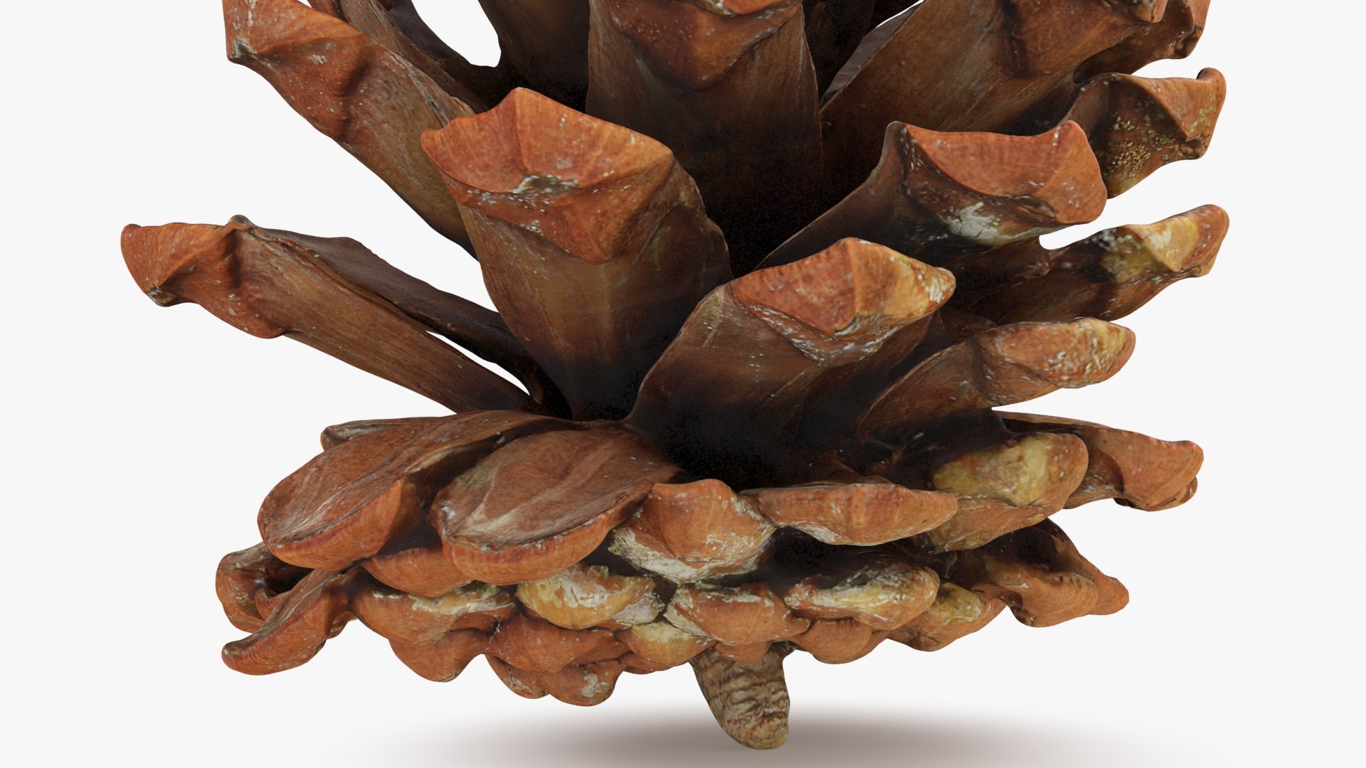 3D Model Pine Cone 01 - TurboSquid 2291580
