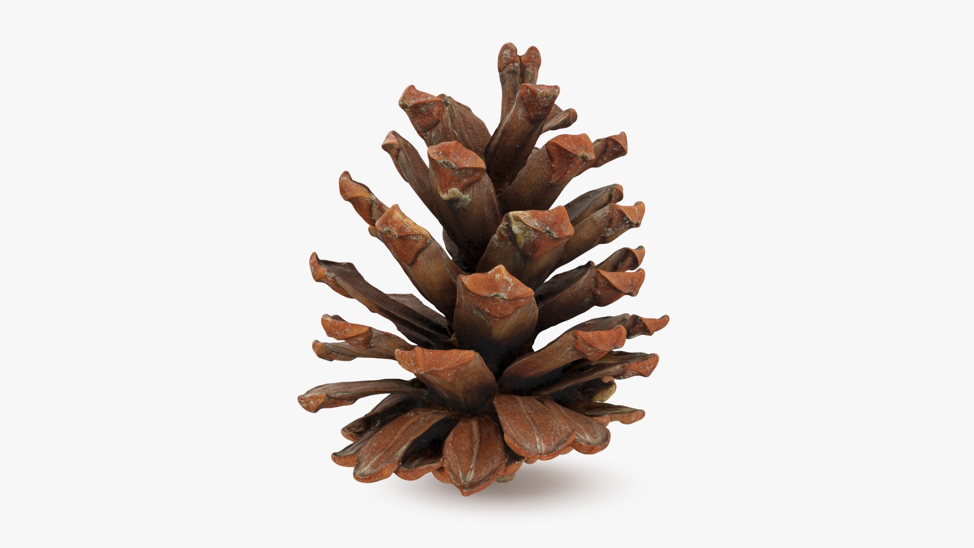 3D Model Pine Cone 01 - TurboSquid 2291580