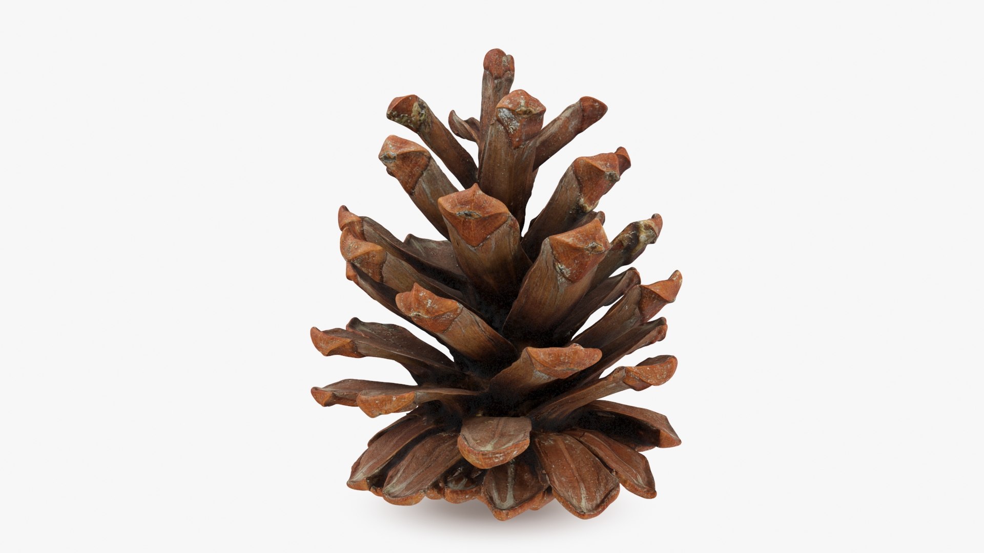 3D Model Pine Cone 01 - TurboSquid 2291580