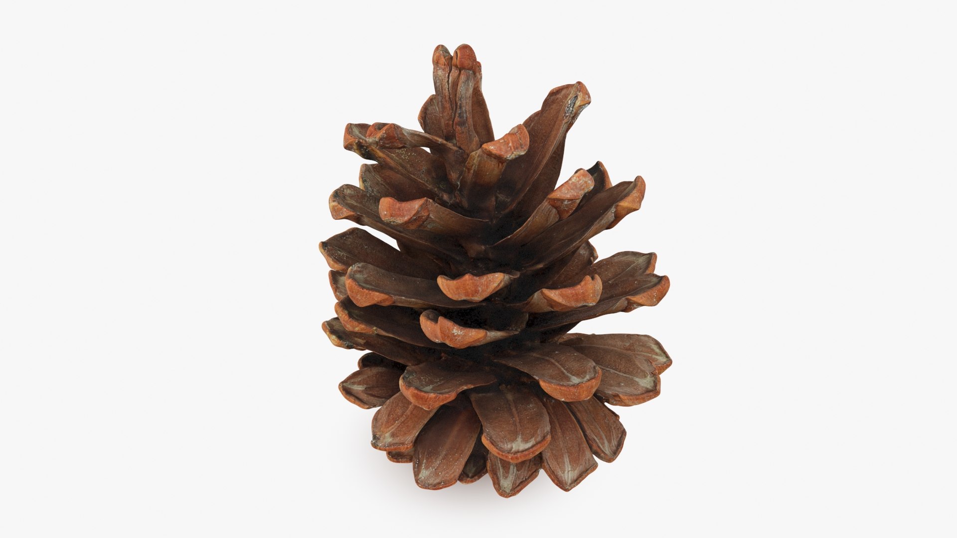 3D Model Pine Cone 01 - TurboSquid 2291580