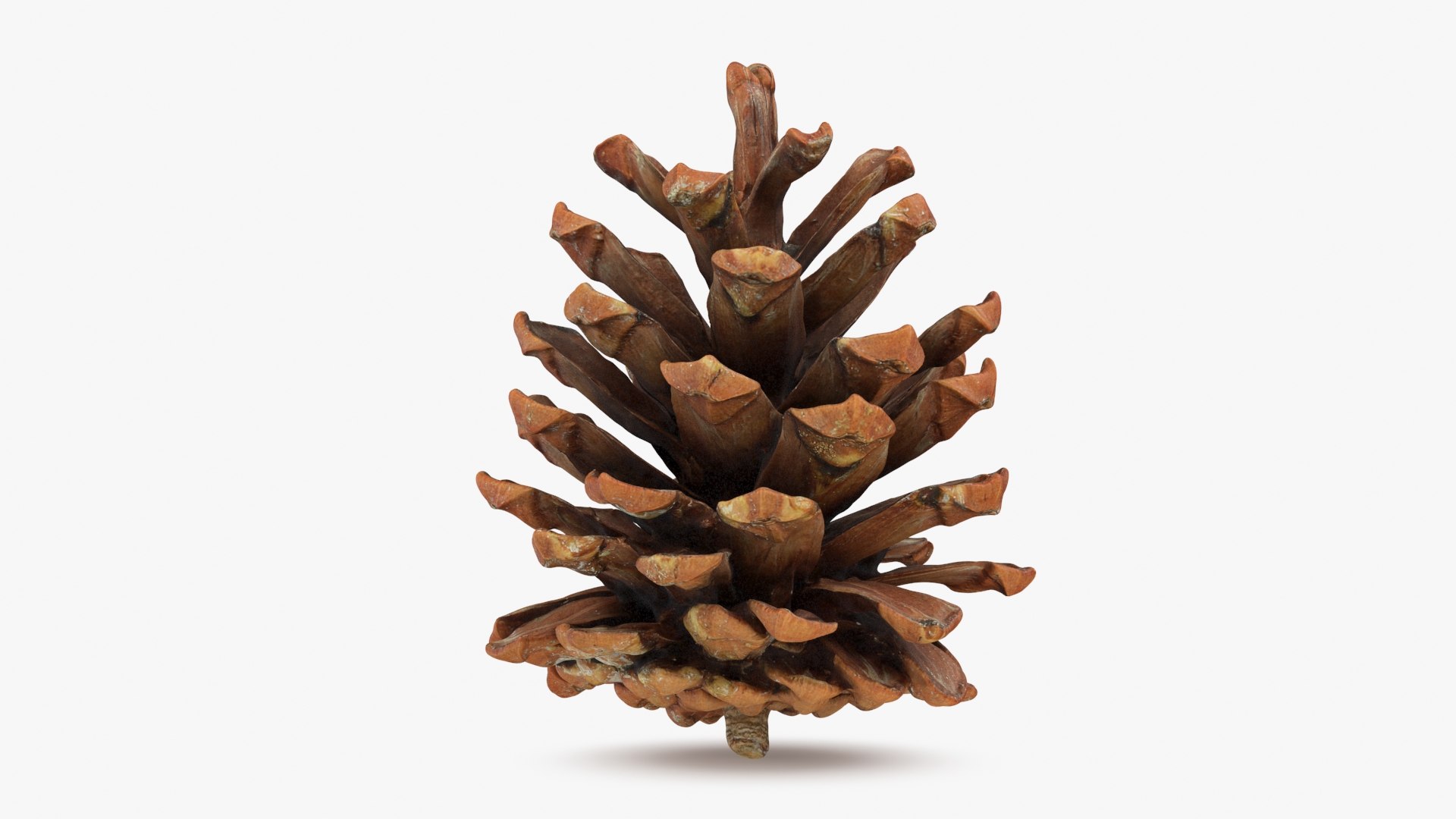 3D Model Pine Cone 01 - TurboSquid 2291580