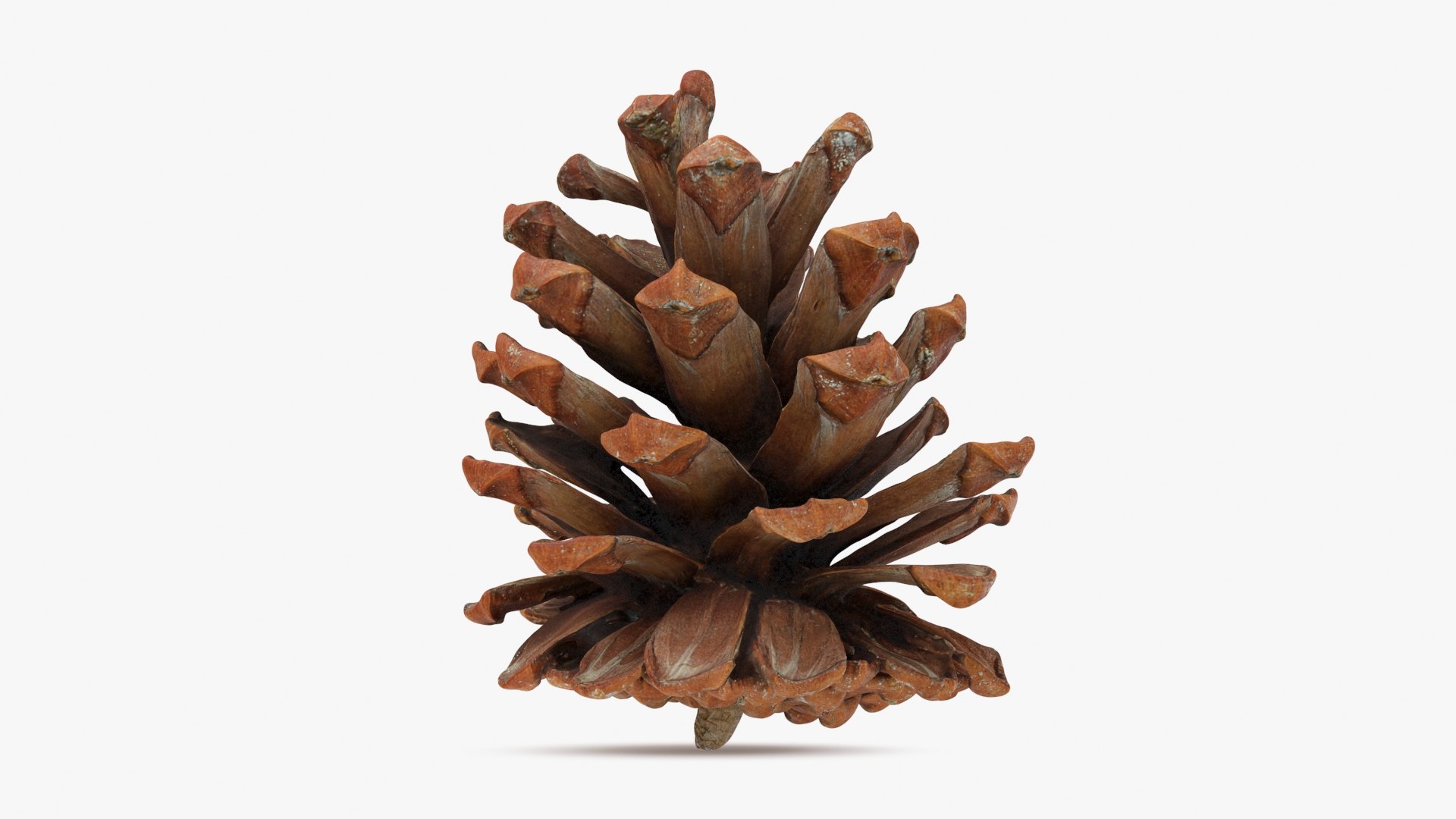 3D Model Pine Cone 01 - TurboSquid 2291580