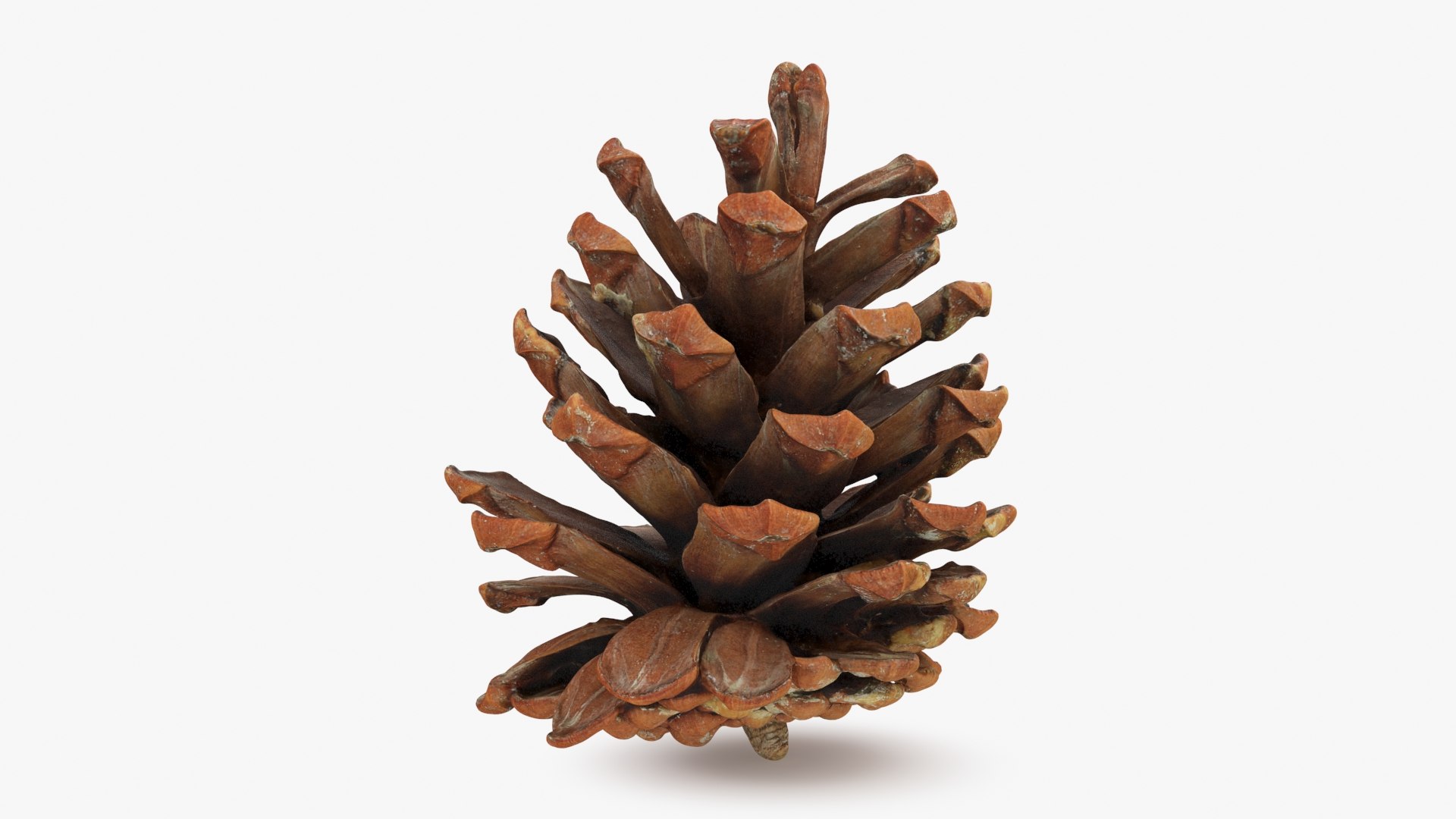 3D Model Pine Cone 01 - TurboSquid 2291580