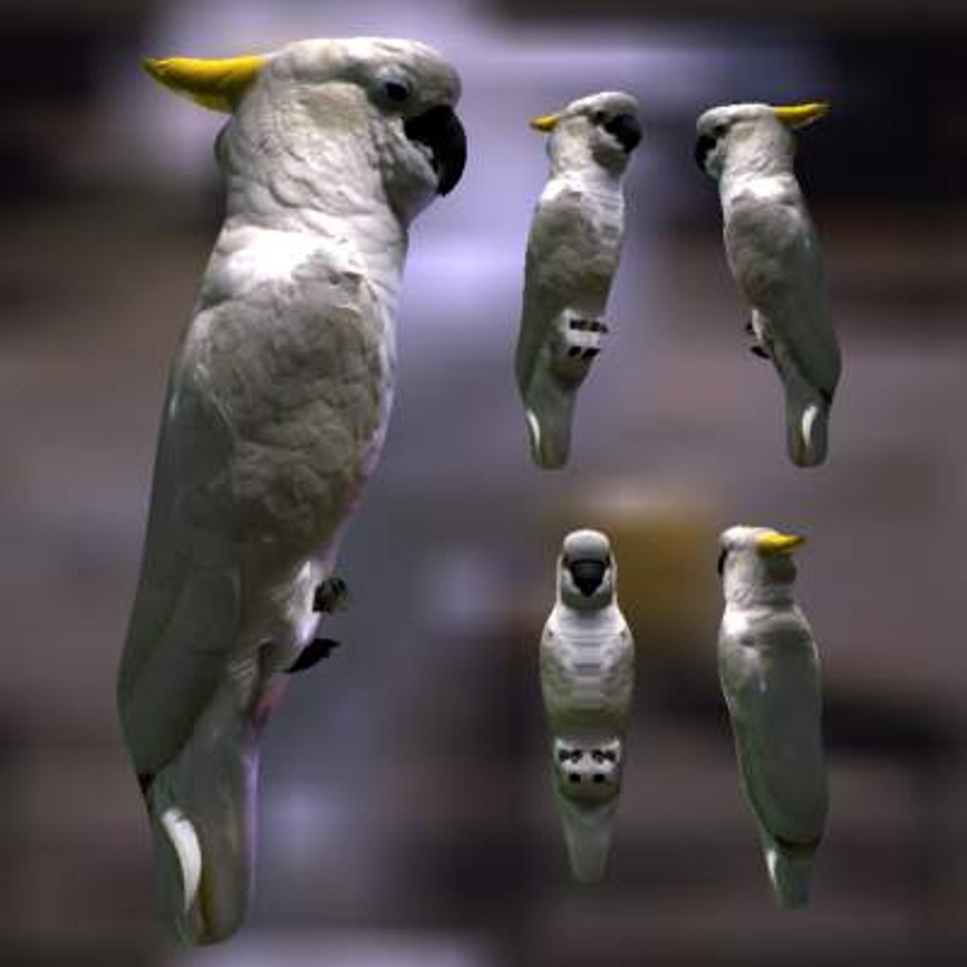Parrot 3d Model