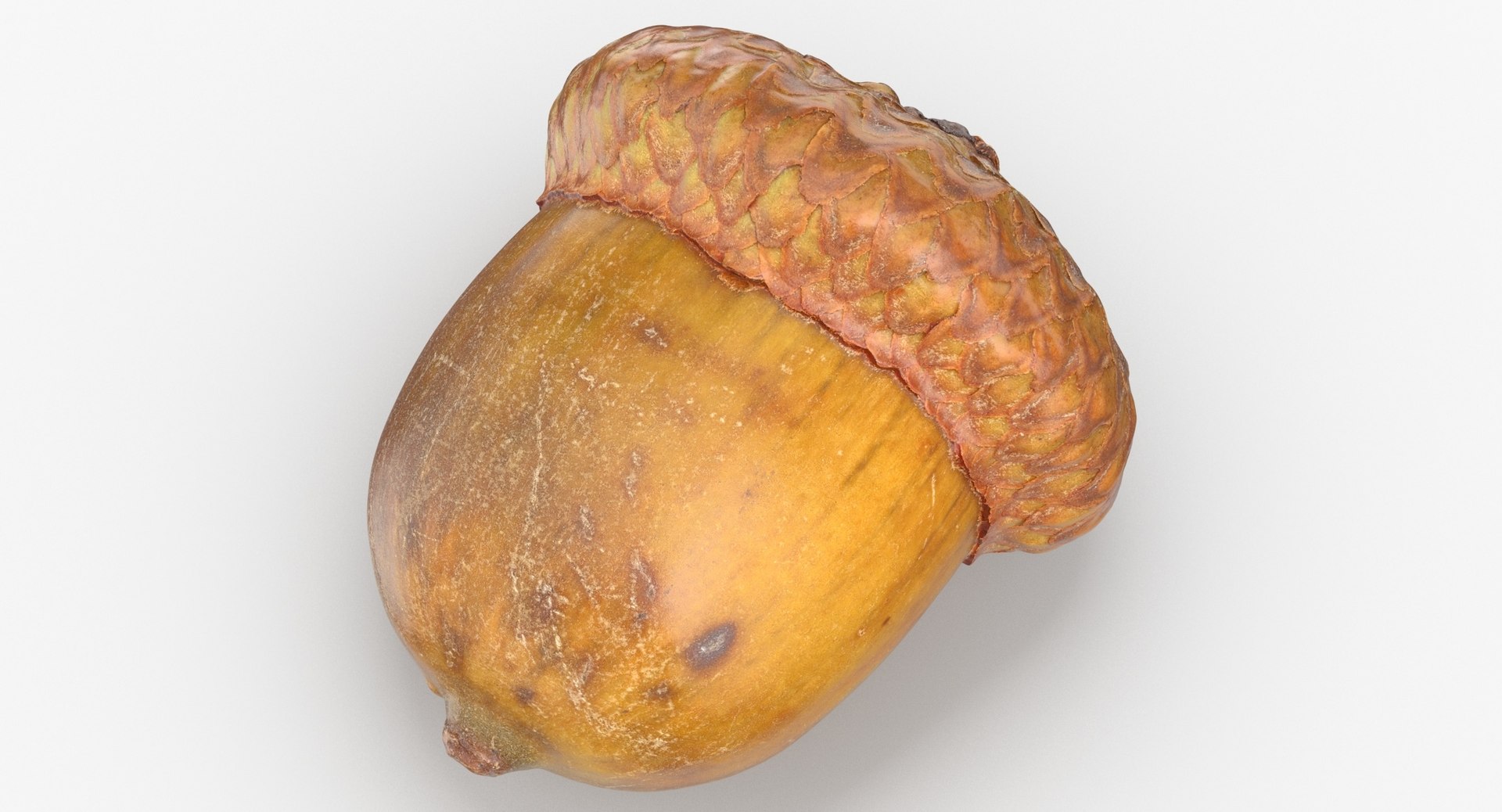 3D Acorns And Walnut Collection 03 - 3 Models Model - TurboSquid 1886011