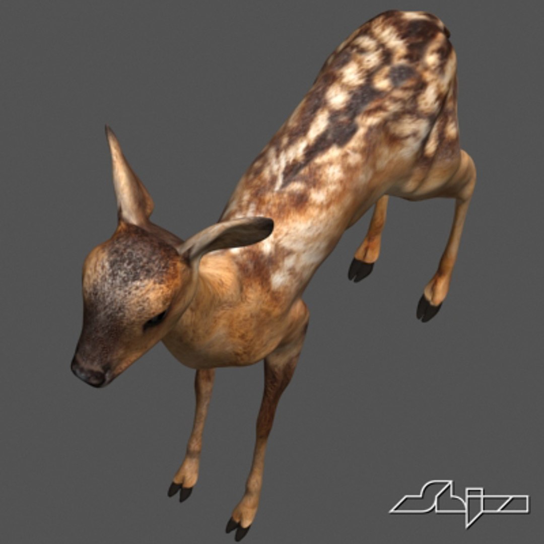 3d Model Young Deer