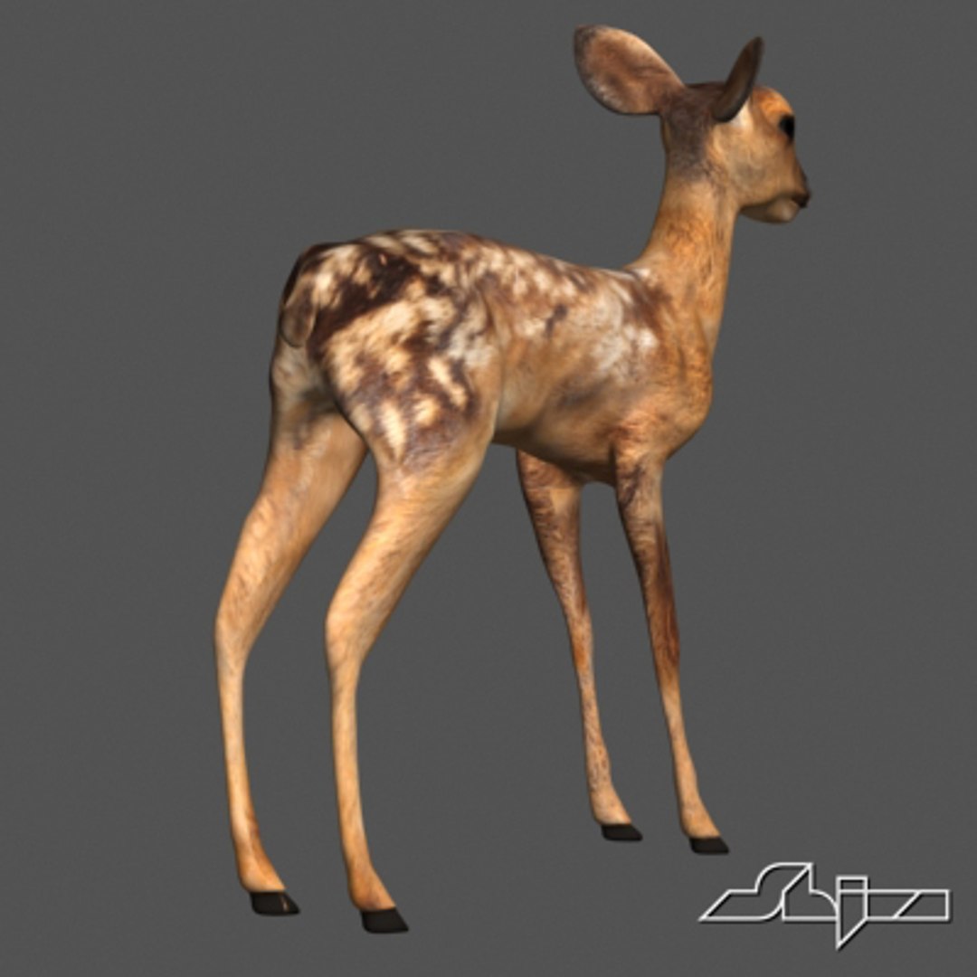 3d Model Young Deer