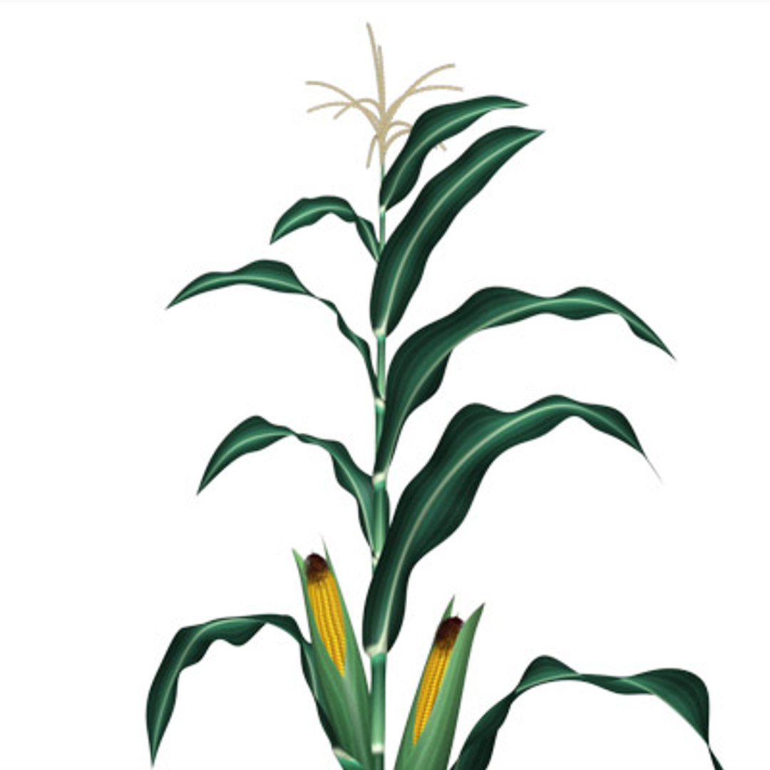 corn plant 3d model