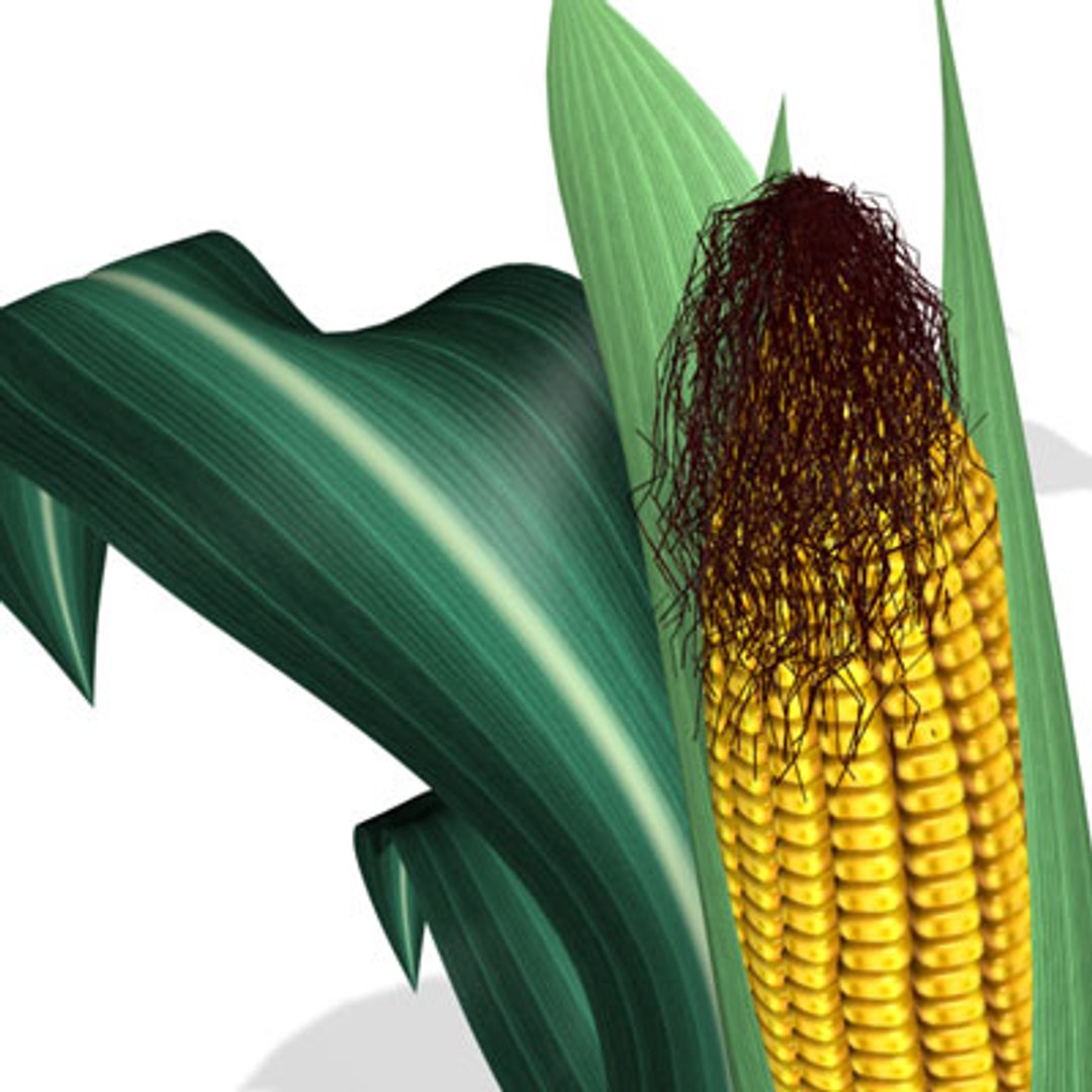 corn plant 3d model