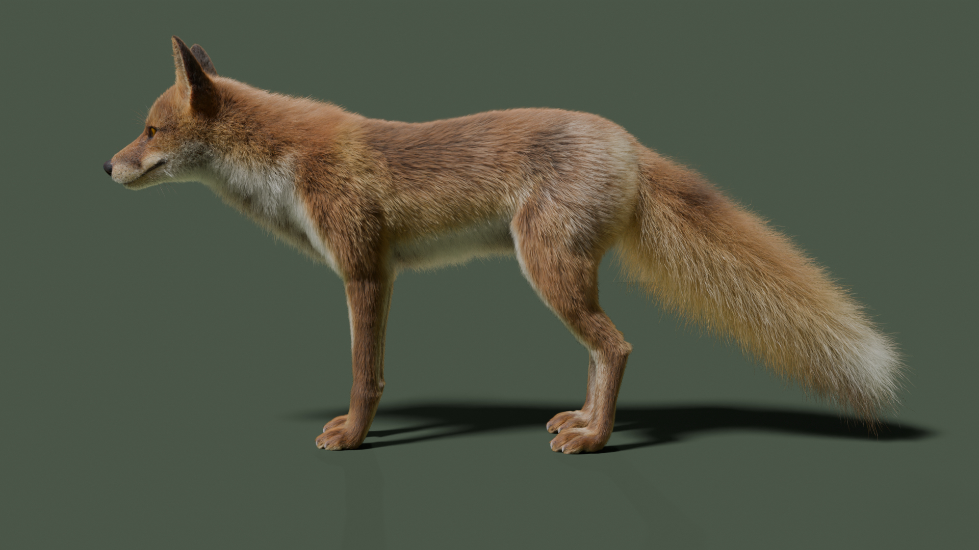 3D Japanese Red Fox - TurboSquid 2326171