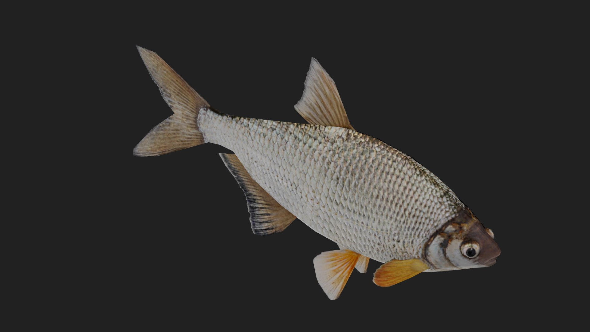 3D Model Bream - TurboSquid 2123220