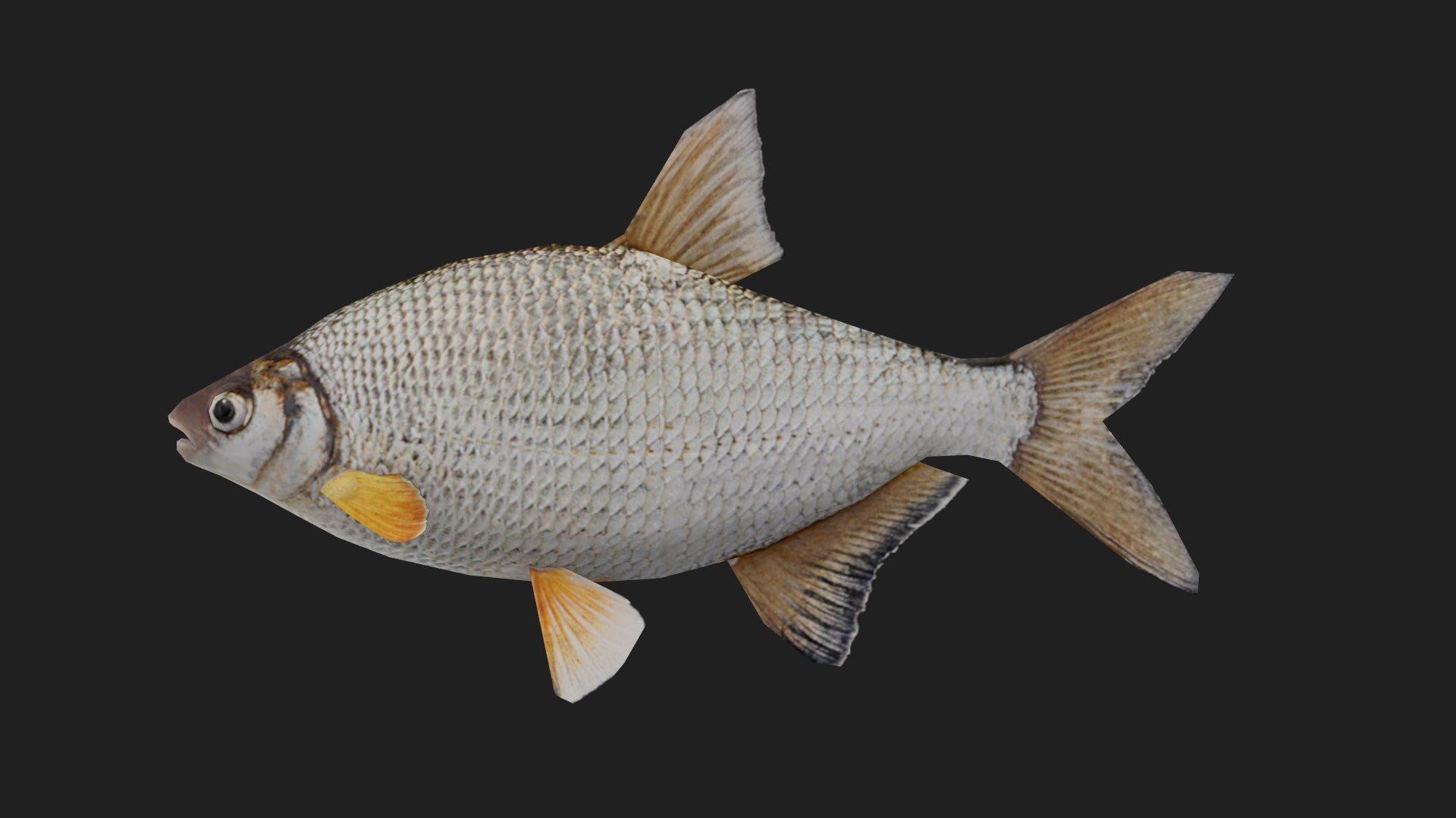 3D Model Bream - TurboSquid 2123220