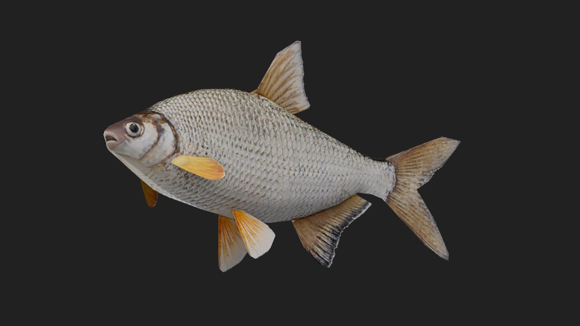 3D Model Bream - TurboSquid 2123220