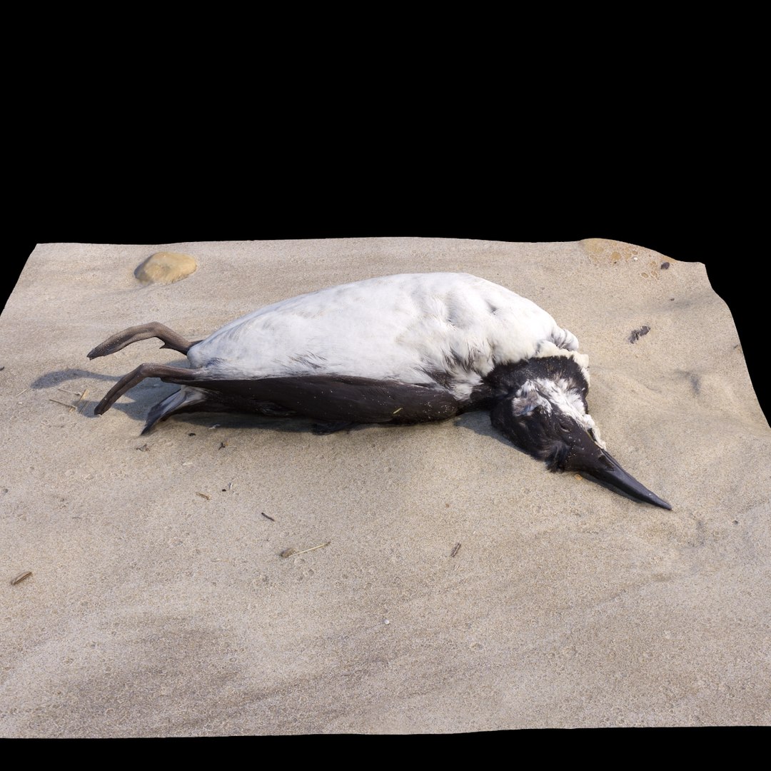 3d Bird Dead Model