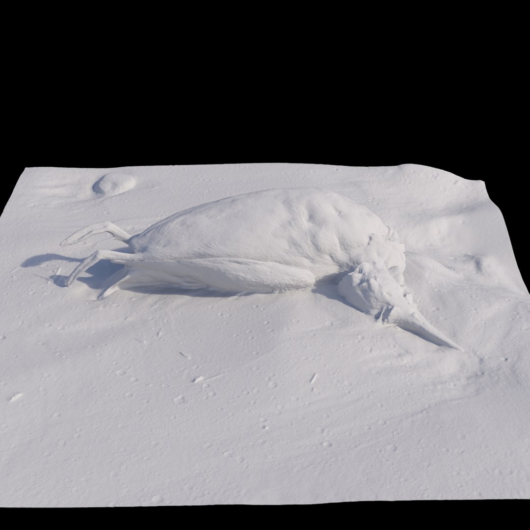 3d Bird Dead Model