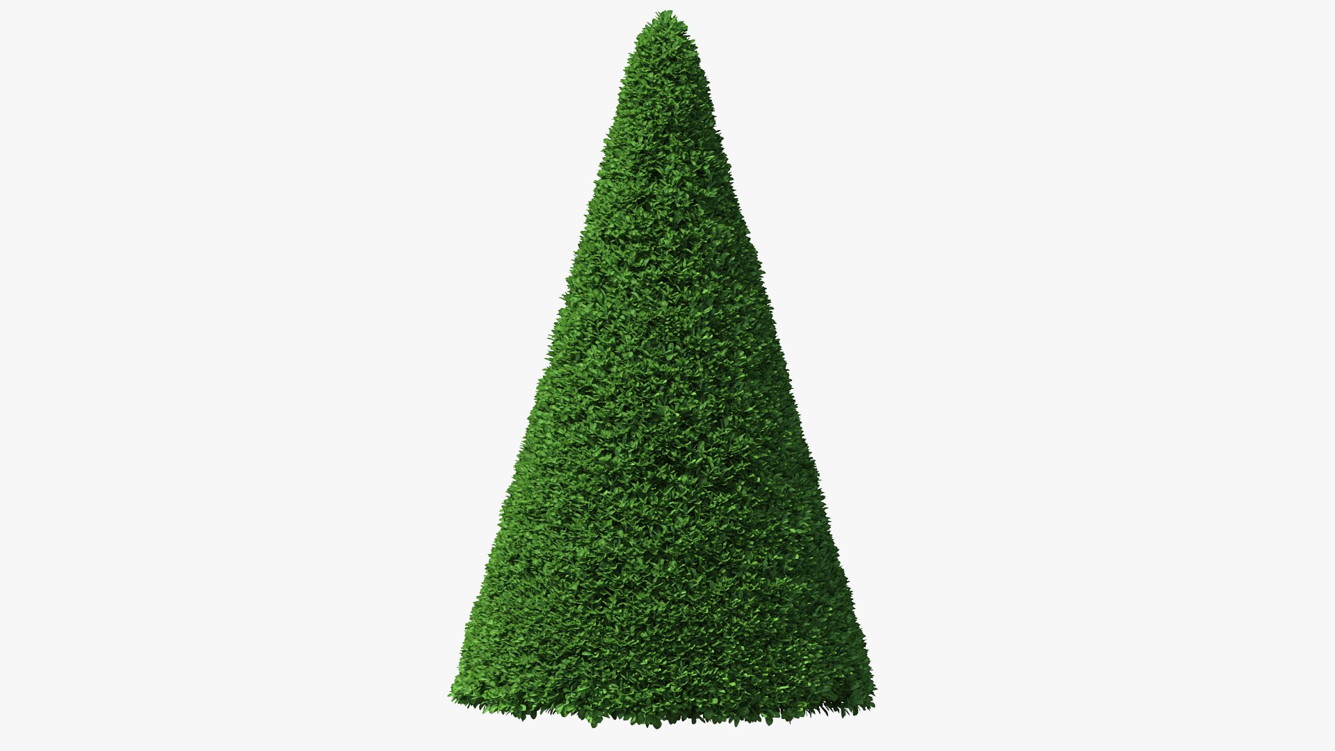 3D pyramidal green mountain boxwood - TurboSquid 1581974