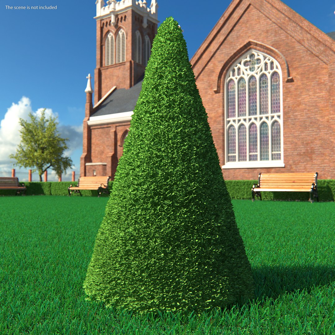 3D pyramidal green mountain boxwood - TurboSquid 1581974