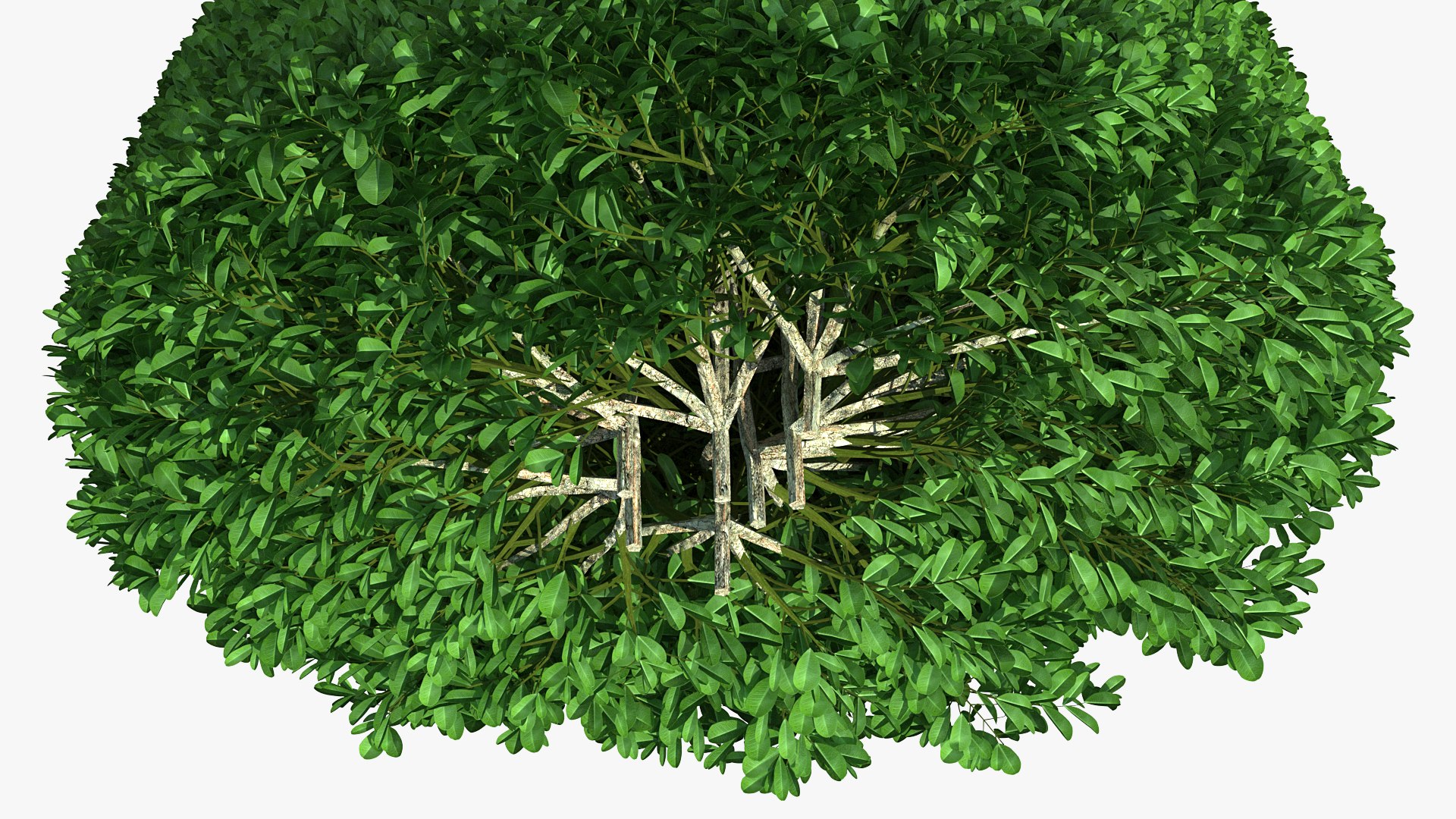 3D pyramidal green mountain boxwood - TurboSquid 1581974