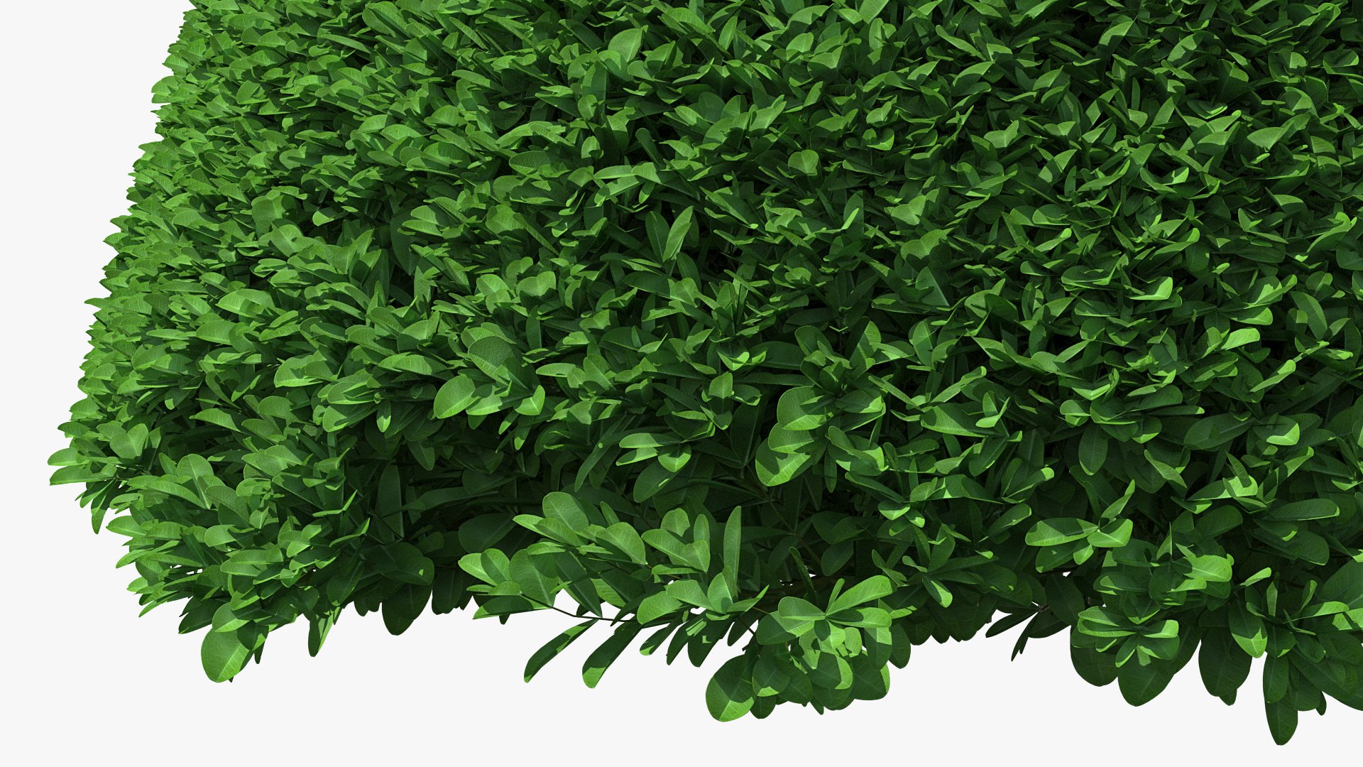 3D pyramidal green mountain boxwood - TurboSquid 1581974