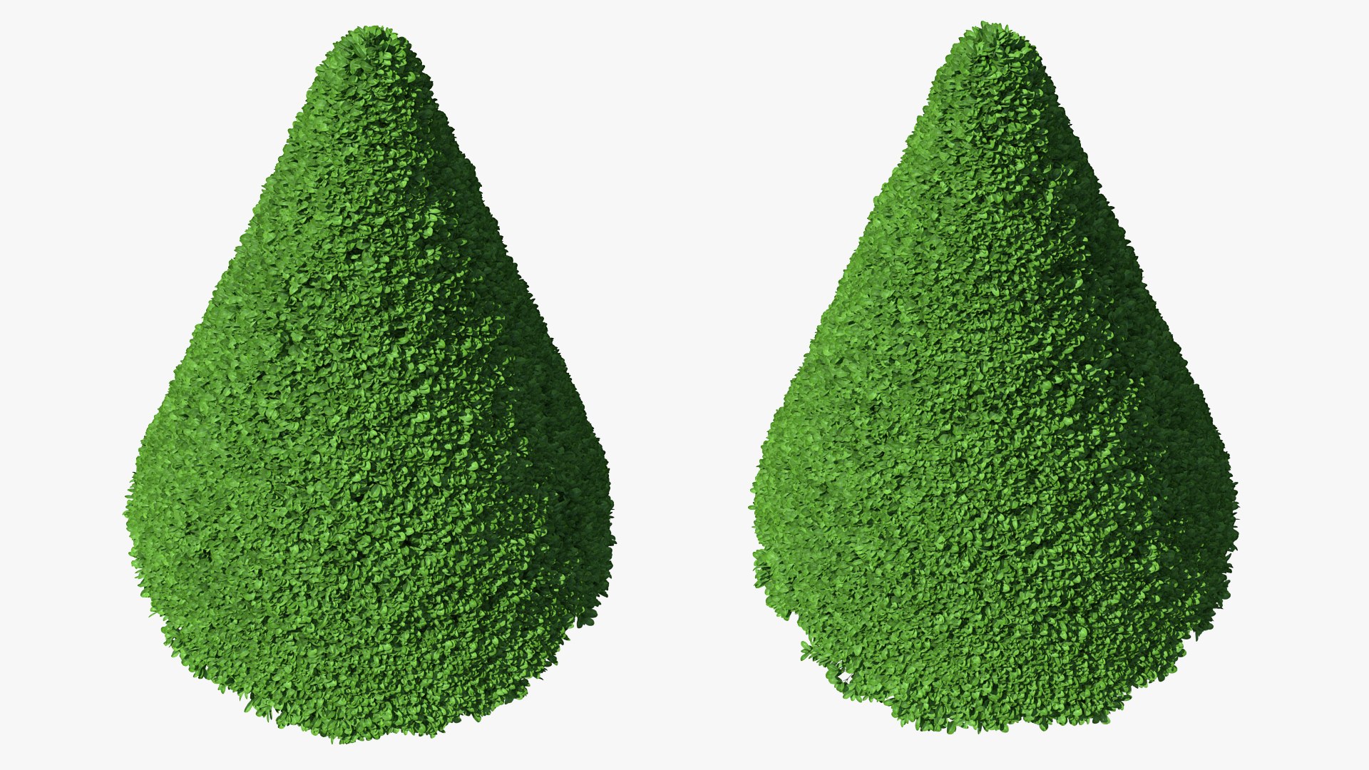 3D pyramidal green mountain boxwood - TurboSquid 1581974