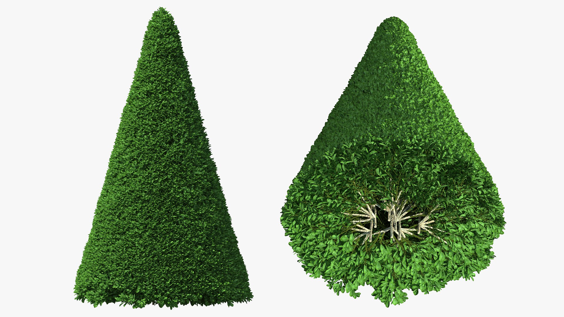 3D pyramidal green mountain boxwood - TurboSquid 1581974