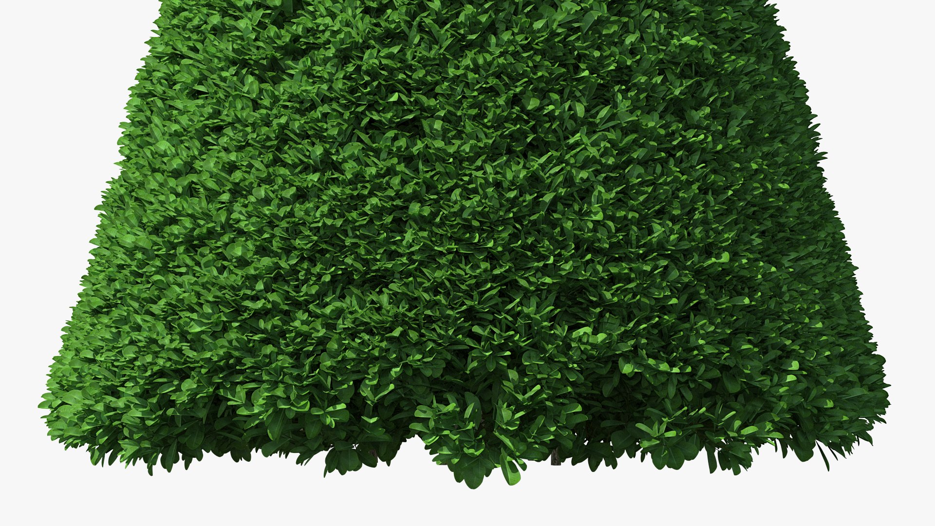 3D pyramidal green mountain boxwood - TurboSquid 1581974