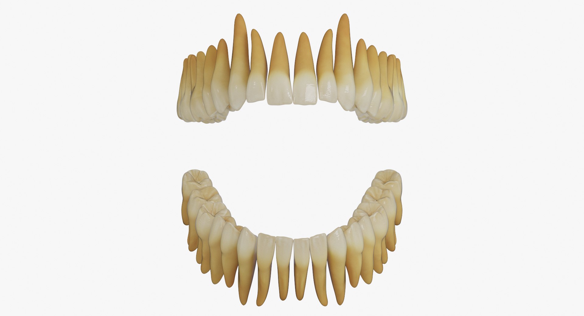 3D Model Realistic Teeth - TurboSquid 1151578