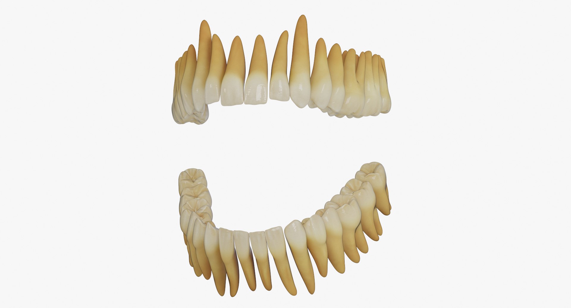 3D Model Realistic Teeth - TurboSquid 1151578