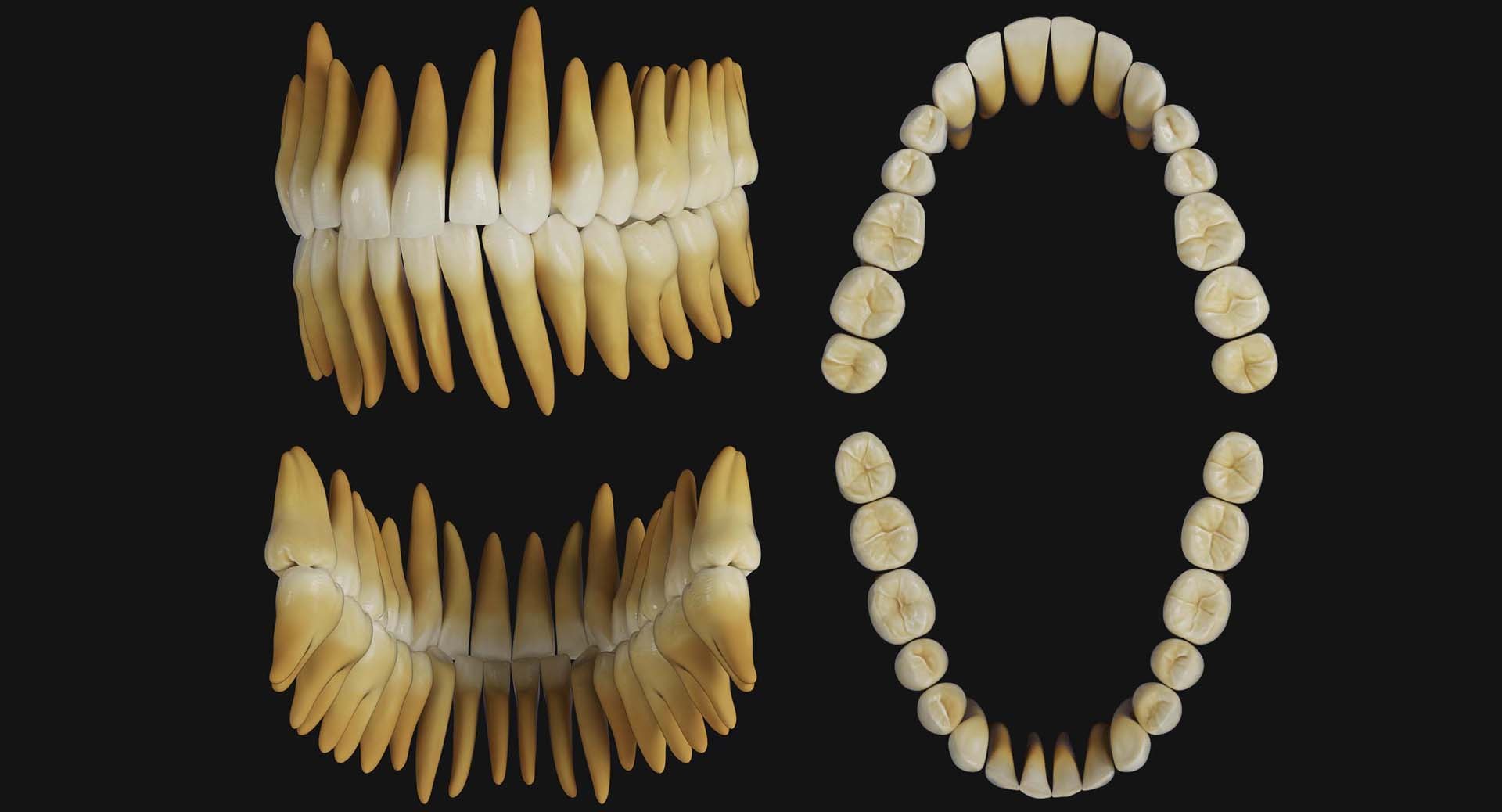 3D Model Realistic Teeth - TurboSquid 1151578