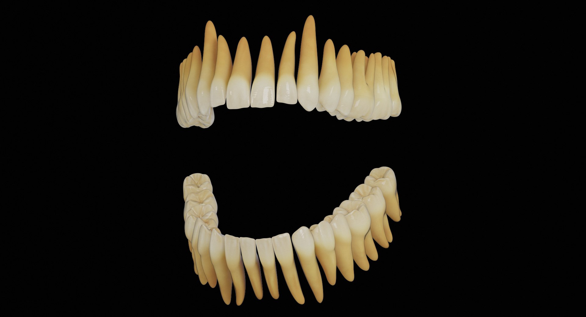 3D Model Realistic Teeth - TurboSquid 1151578