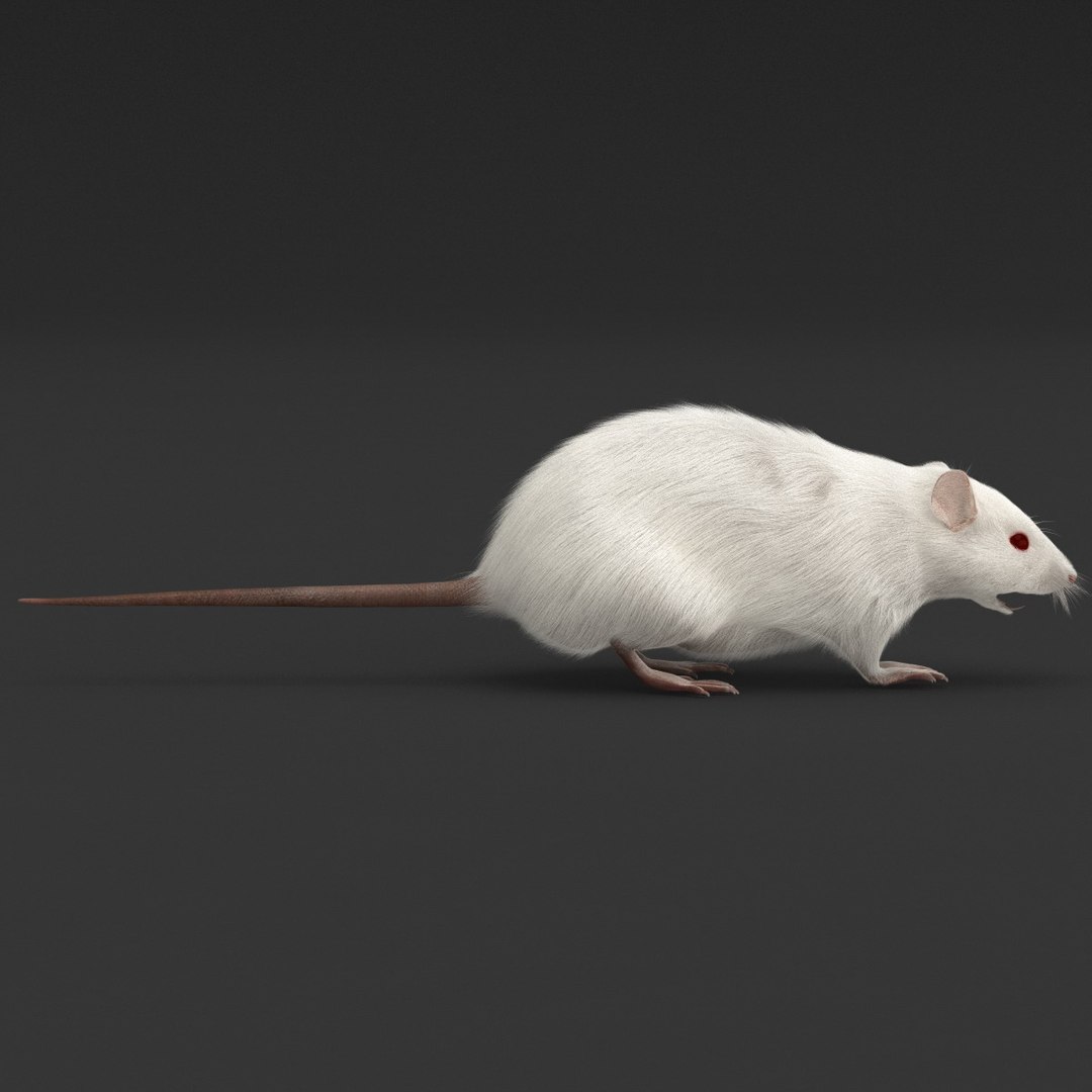 3d Mouse Fur Model