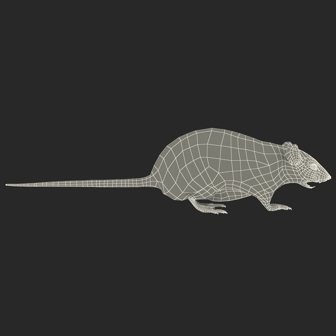 3d Mouse Fur Model