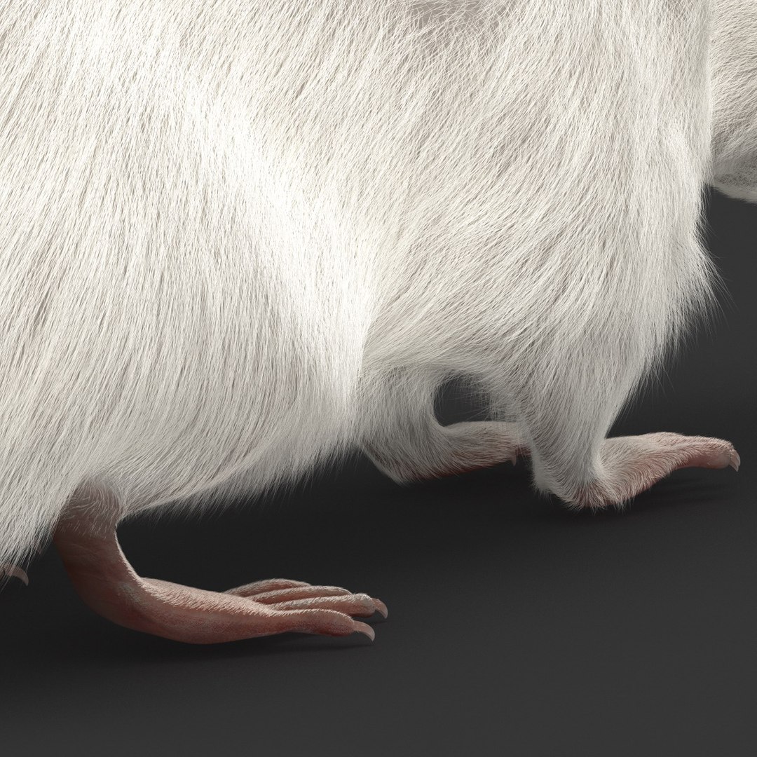 3d Mouse Fur Model