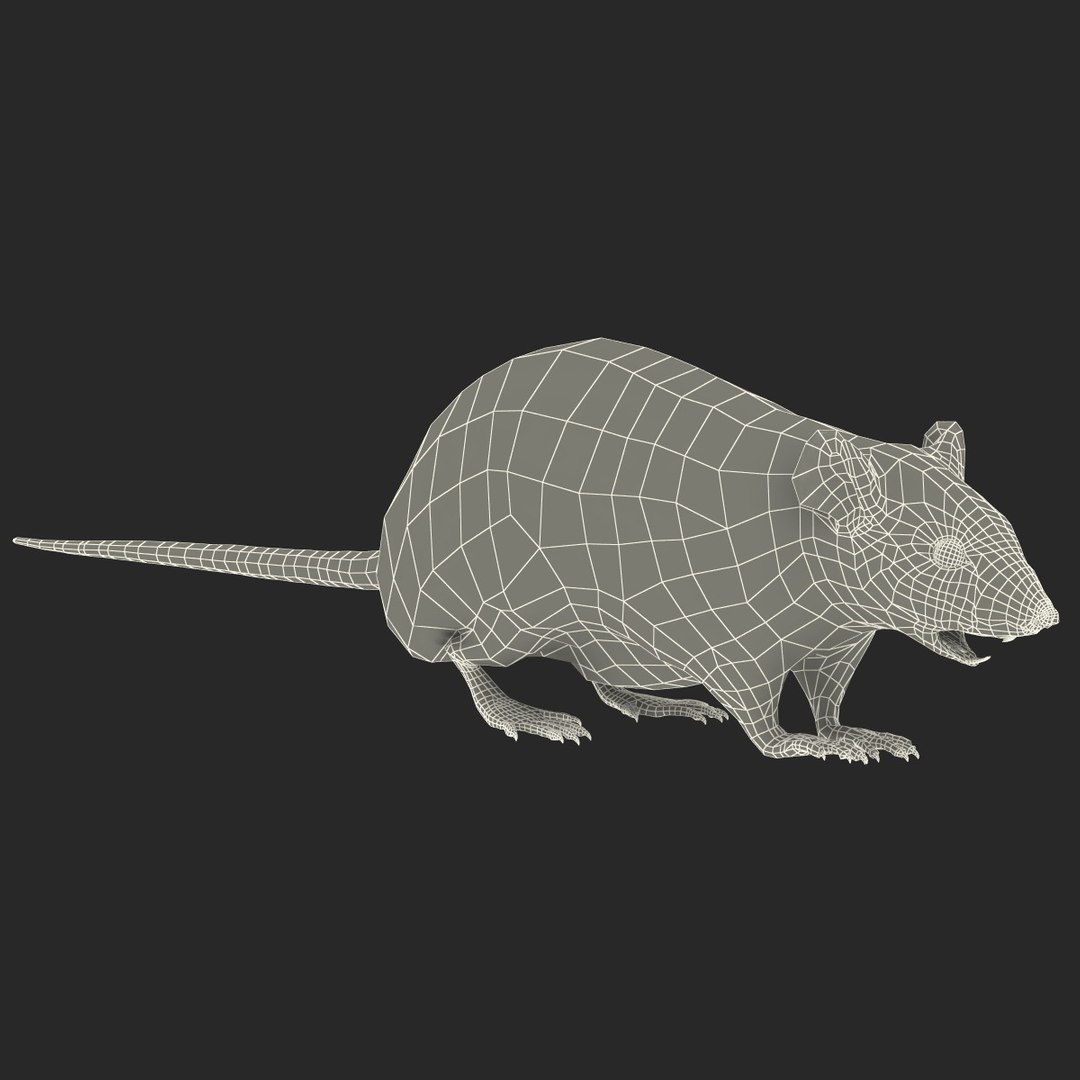 3d Mouse Fur Model
