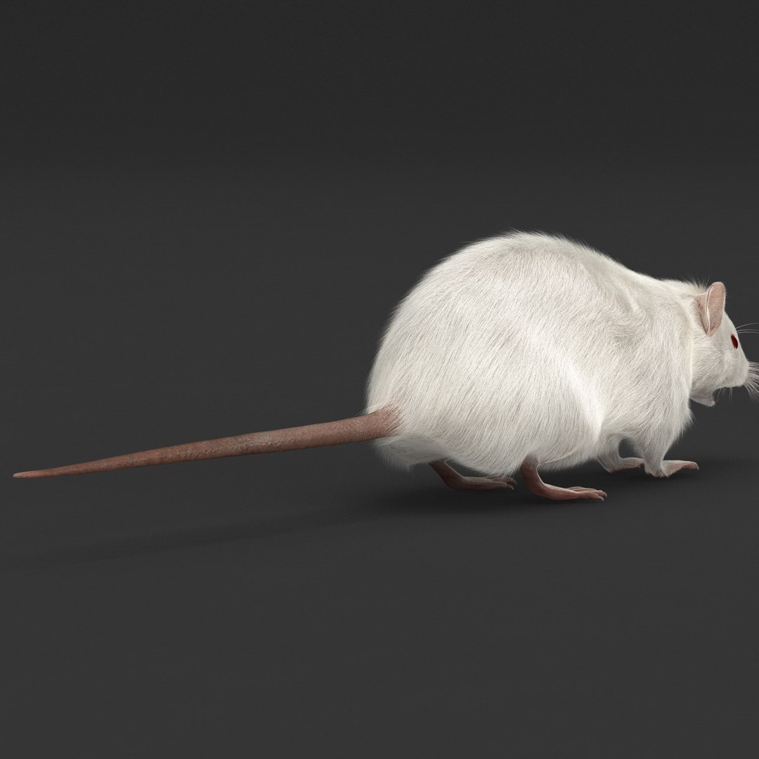 3d Mouse Fur Model