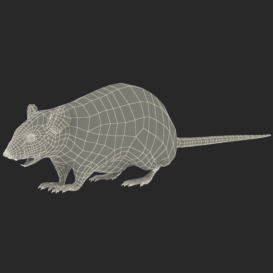 3d Mouse Fur Model