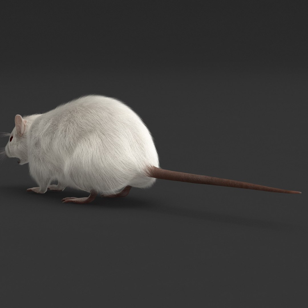 3d Mouse Fur Model